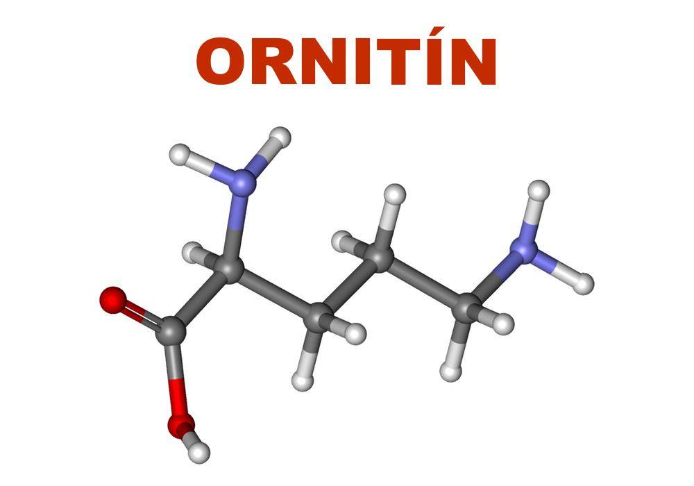 L-Ornitín - všetko čo potrebujete vedieť - Erekcia Guru